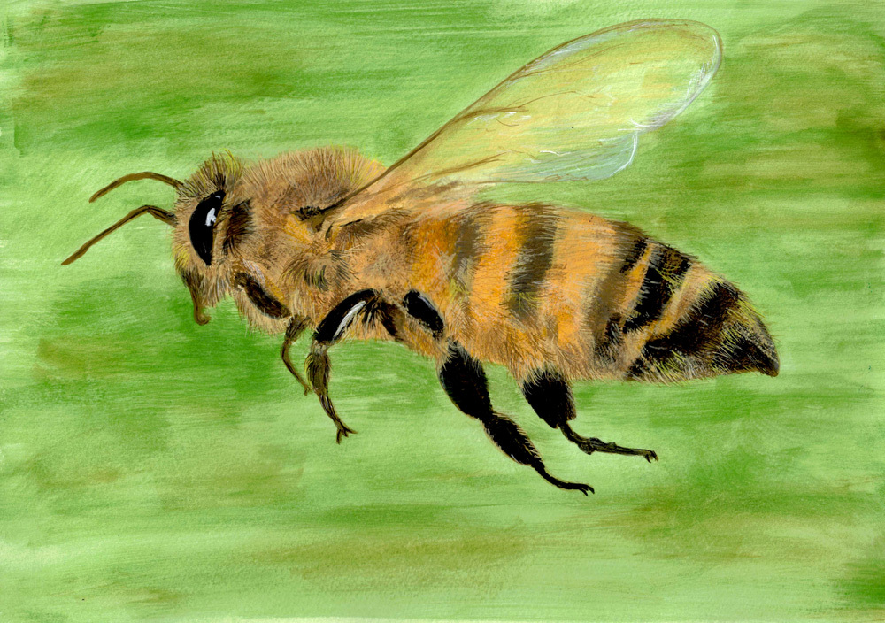 Nicker Poster Colour Set 12 40ml